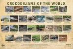 Crocodilian Poster – Special Edition! – Crocodilian Conservation Center ...